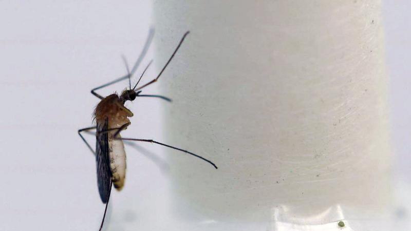 Mosquitoes in Scotland as far north as Shetland - BBC News