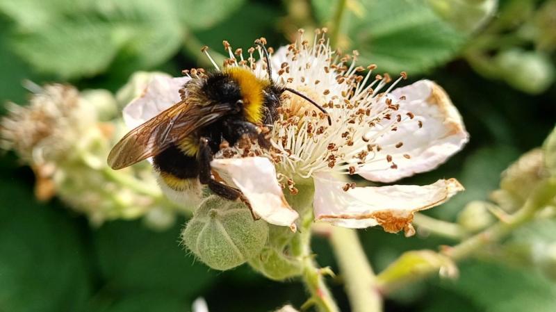 Bees - BBC News
