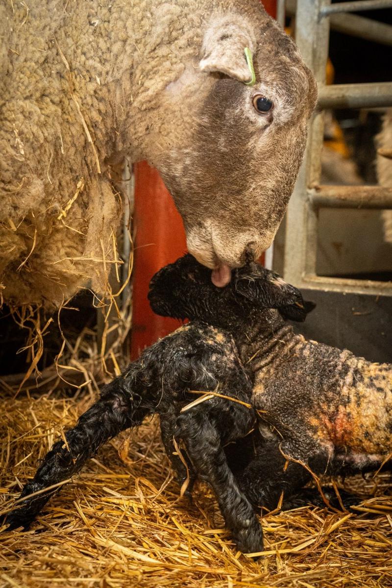 Britain's 'loneliest' sheep Fiona gives birth for first time - BBC News