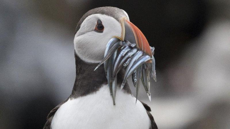 Farne Island 'puffin cam' attracts thousands of viewers - BBC News
