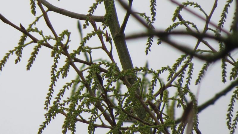 Dorset farm appeals for help saving 'rare' black poplar trees - BBC News