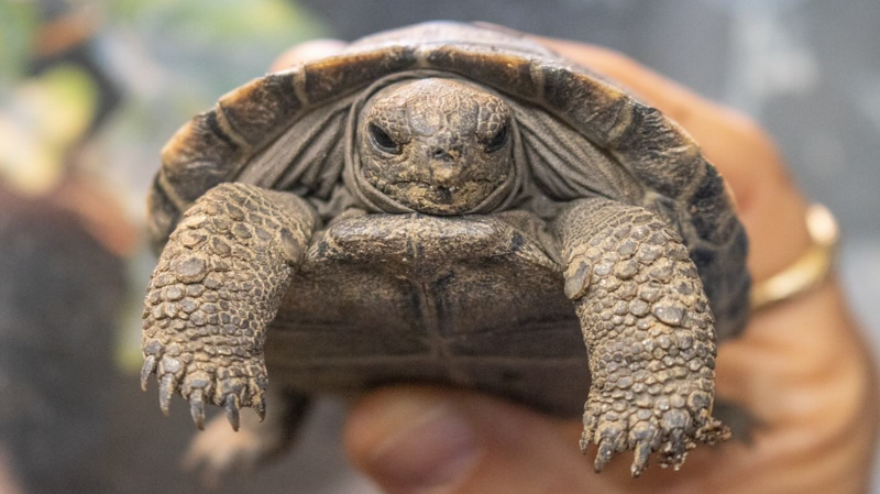 Zoo's tortoises become first-time parents ... aged about 100 - BBC News