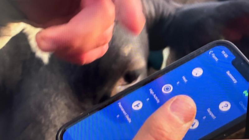 Electronic cow collars helping farms reduce impact on environment - BBC ...