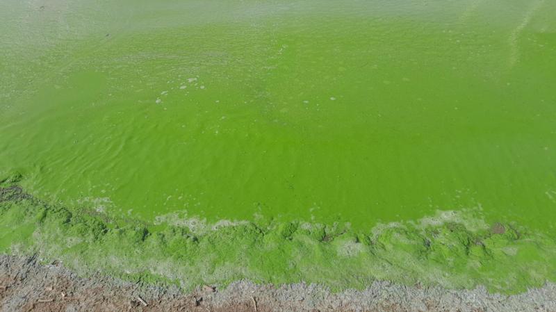 What is blue-green algae and why is it such a problem? - BBC News