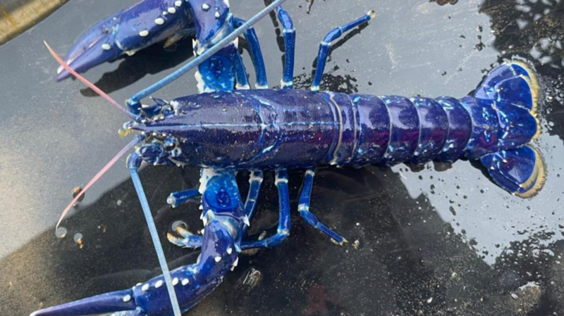 Blue lobsters in Devon and Cornwall waters rising, say scientists - BBC ...