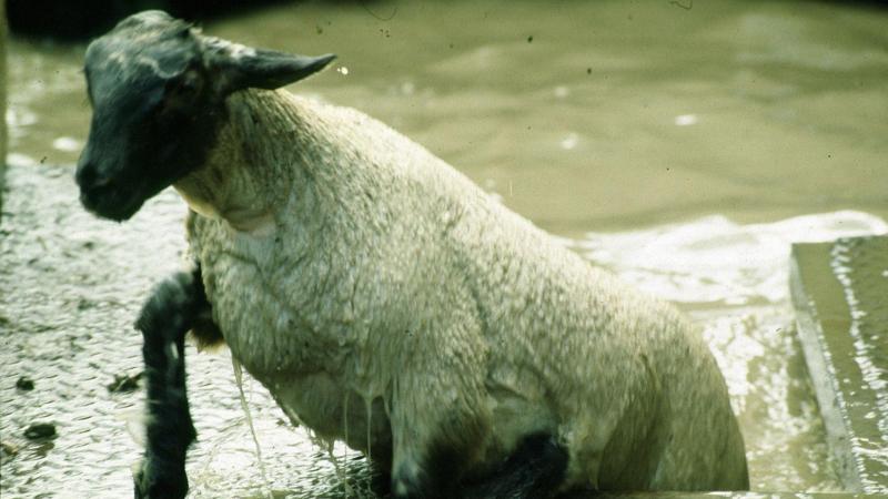 Farms' Natural Resources Wales sheep dip disposal ban for rivers - BBC News