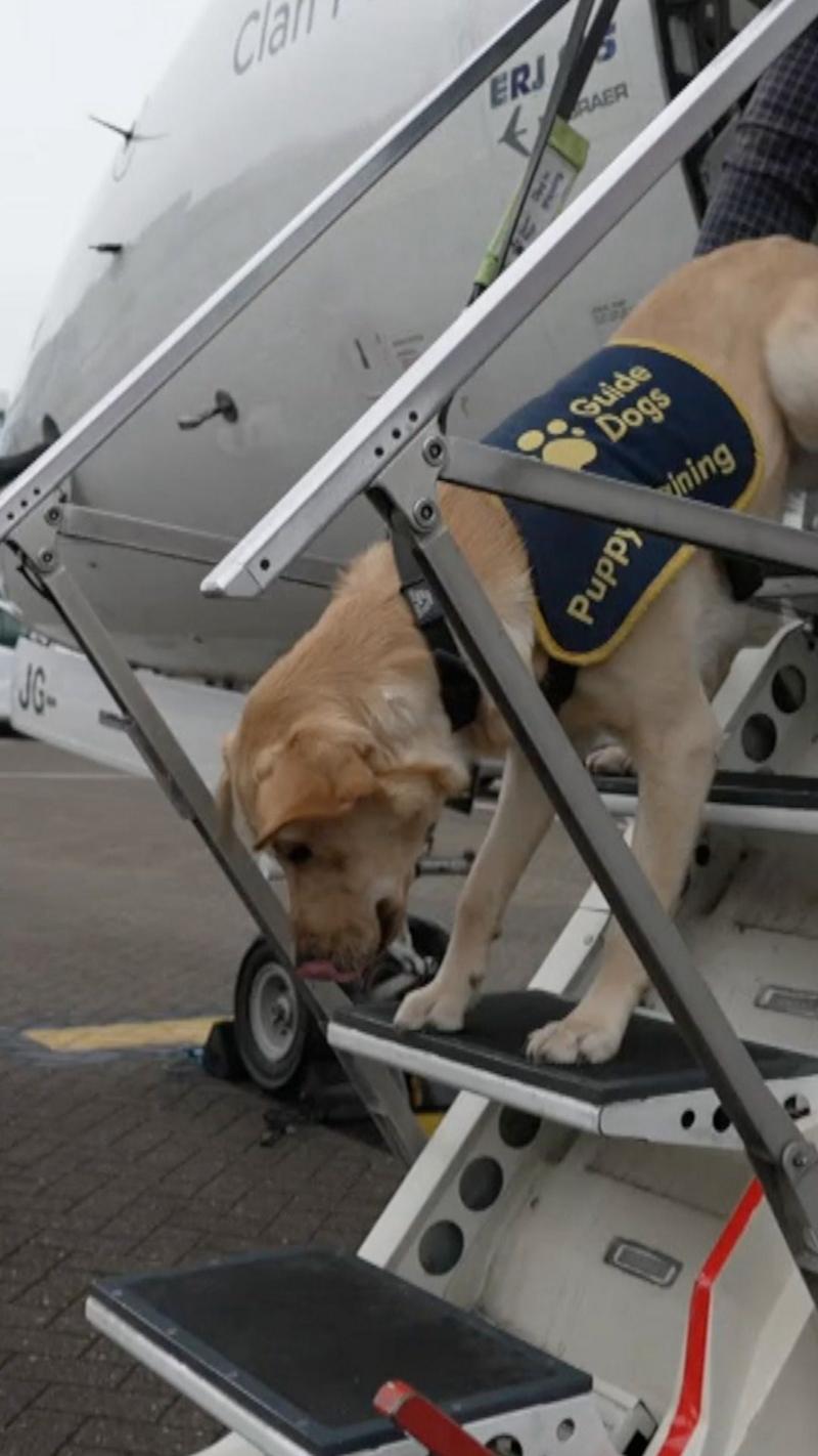 Guide dogs - BBC News