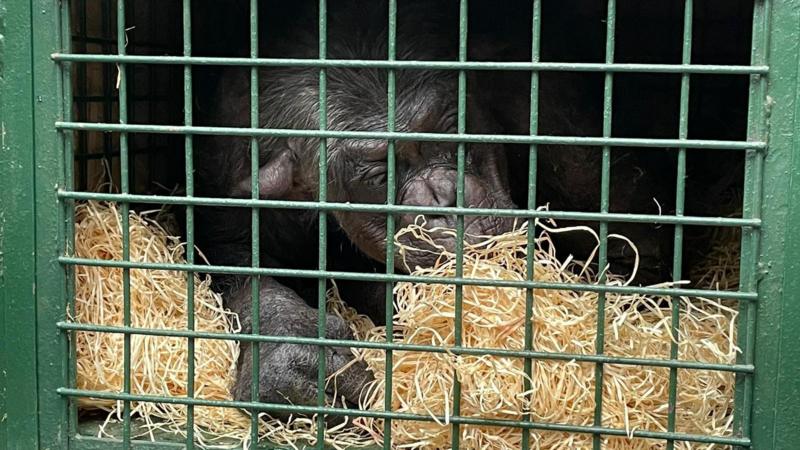 Chimpanzees - BBC News