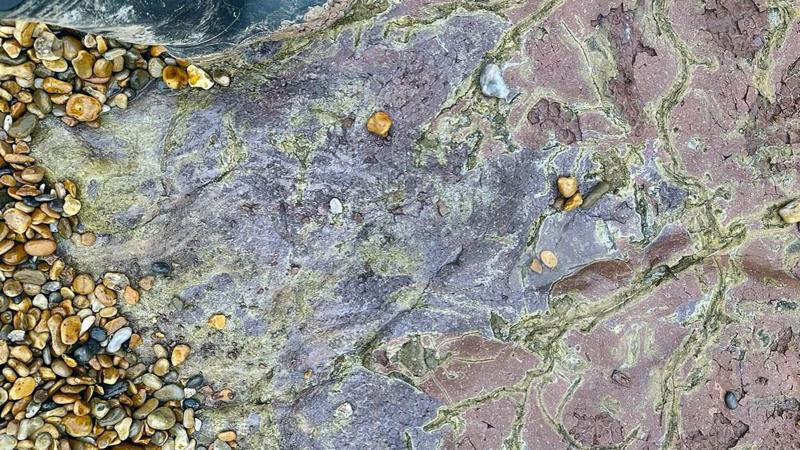 Palaeontology - BBC News