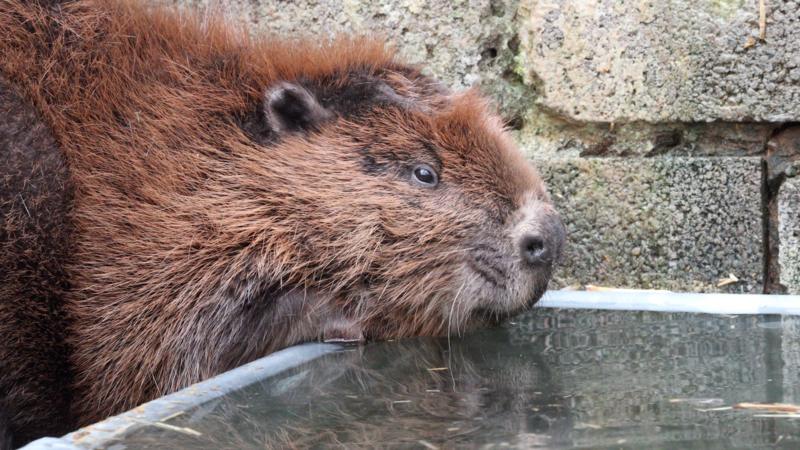 Wild beavers release approved for England - BBC News