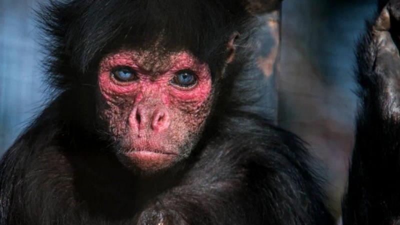 Rare red-faced monkey avoids surgery with CT scan - BBC News