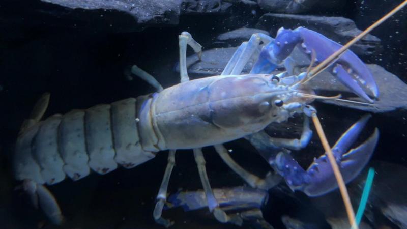 Blue lobsters in Devon and Cornwall waters rising, say scientists - BBC ...