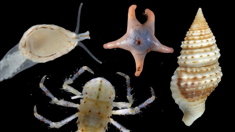 Underwater photos of 800 new species in Ocean Census - BBC Newsround