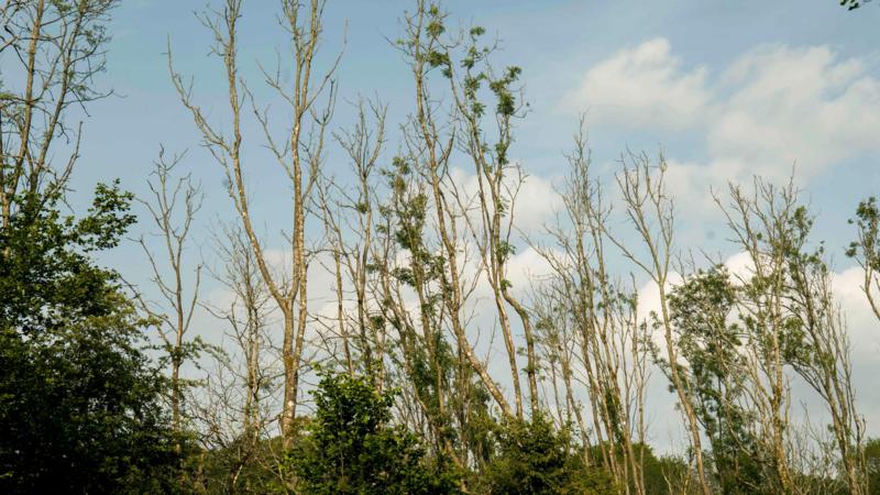 Shoots of hope for Britain's cherished ash trees - BBC News