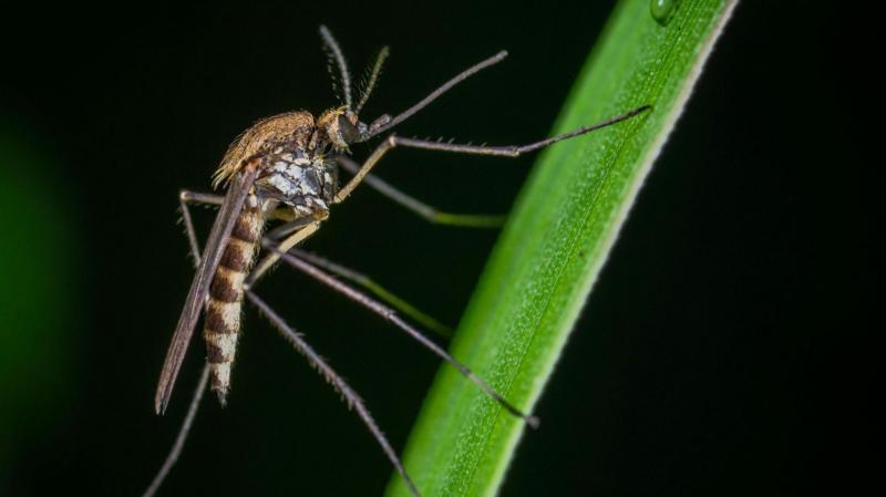 Amber fossil of 99-million-year old mosquito larva found - BBC Newsround