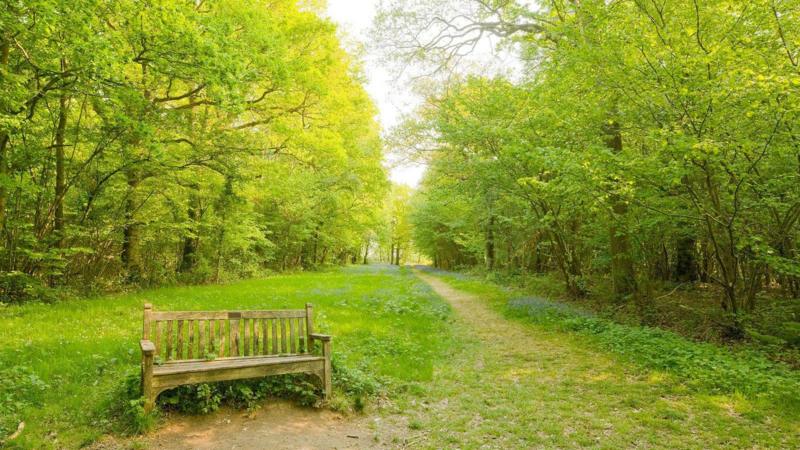 The ancient Foxley Wood reserve in North Norfolk is to expand - BBC News