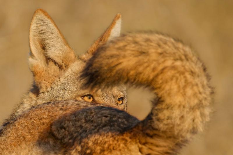 Wildlife of the Year Award 2025 – the best pictures so far - BBC News
