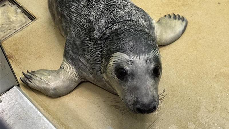 Why are more seals being rescued? - BBC Newsround