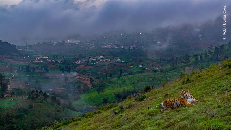 Wildlife Photographer of the Year 2025: This year's winners - BBC Newsround