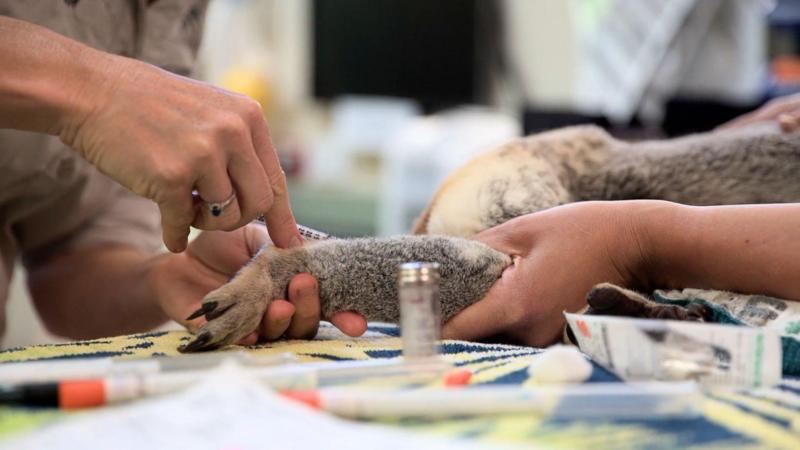 Chlamydia could kill off koalas. Can a vaccine save them in time? - BBC ...