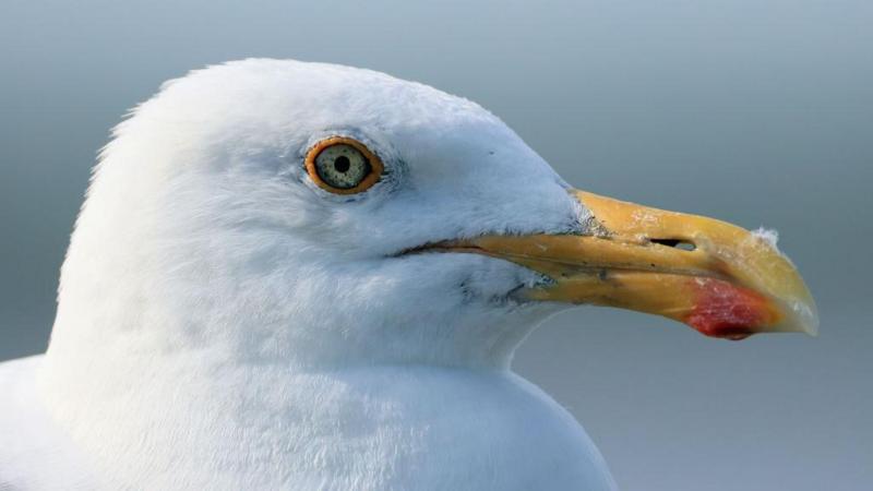 NatureScot willing to discuss gull management options - BBC News