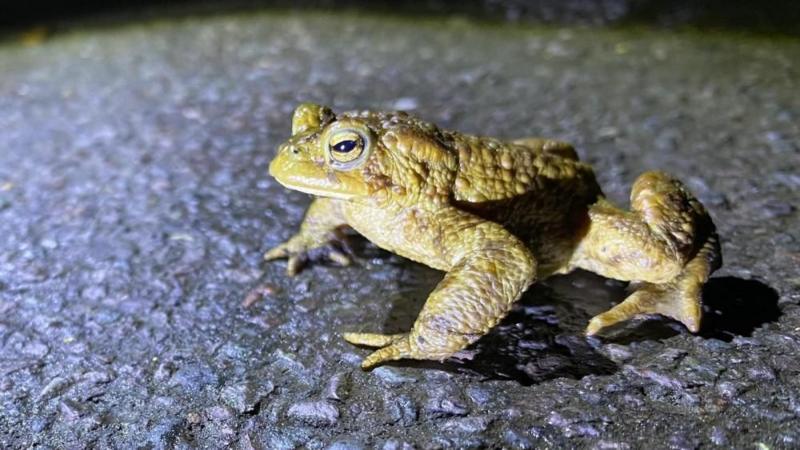 Bath toad patrol group helps 50,000 to breeding grounds - BBC News