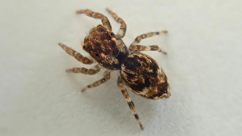 New species of spider to science discovered in Cornwall - BBC News