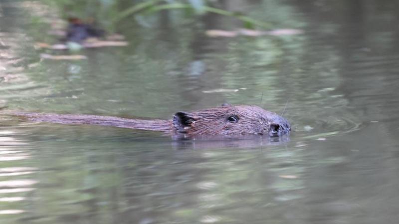 Knepp sees surge in biodiversity since start of rewilding scheme - BBC News