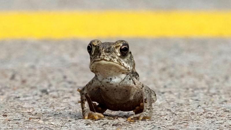 Belton's toad patrol helps amorous amphibians cross the road - BBC News