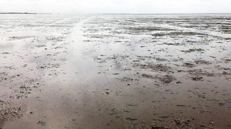 Shellfish bed at Heacham is closed due to bacteria levels - BBC News
