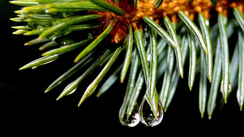 Your Pictures of Scotland: 11-18 February - BBC News
