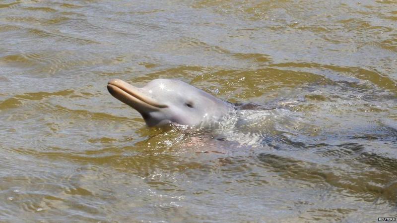 Pictures: Ultra-cute newborn dolphin being hand-reared - BBC Newsround