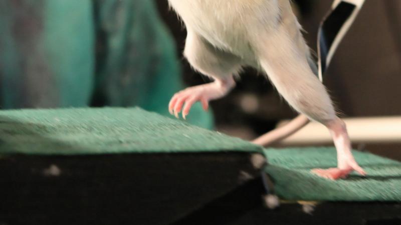 Elastic implant 'restores movement' in paralysed rats - BBC News