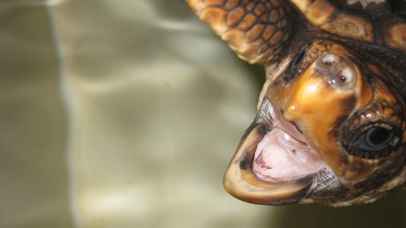 Tiny turtles tracked on swimming frenzy - BBC News