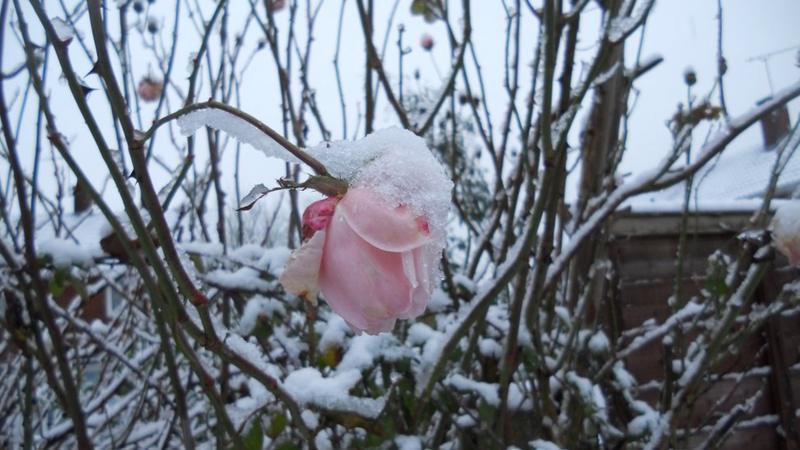 Your pictures of snow in the UK - BBC Weather