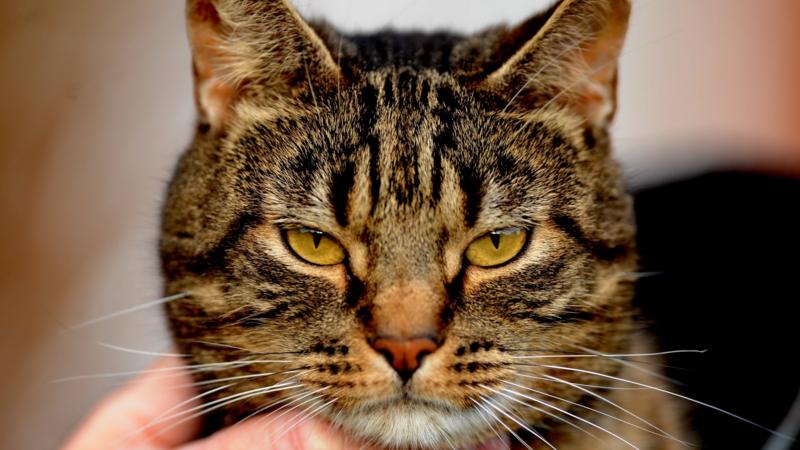 Malcolm the cat and owner Susan MacDonald reunited after 8 years - BBC News