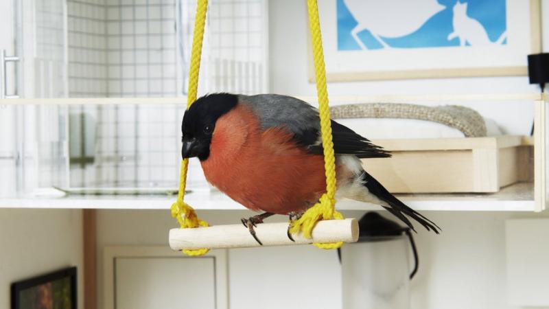Check out the super-luxury birdhouse - BBC Newsround
