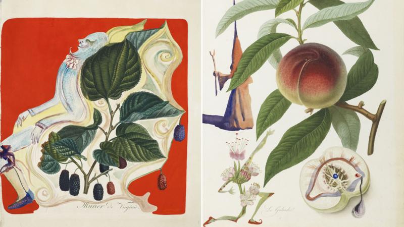 In pictures: Salvador Dali fruit watercolours - BBC News