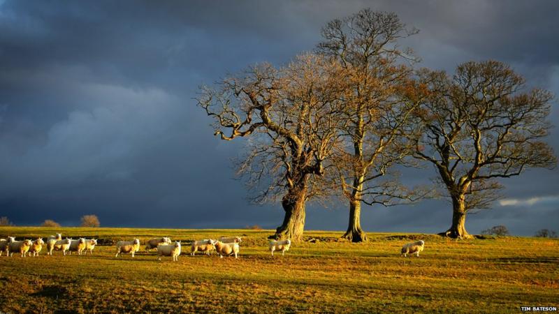 Your pictures: Sunshine - BBC News