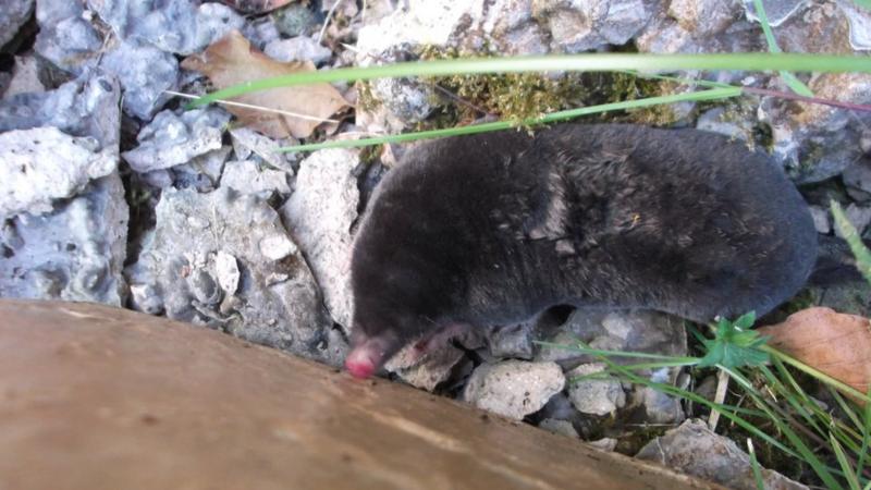 Your pictures of Scotland: 26 July - 2 August - BBC News