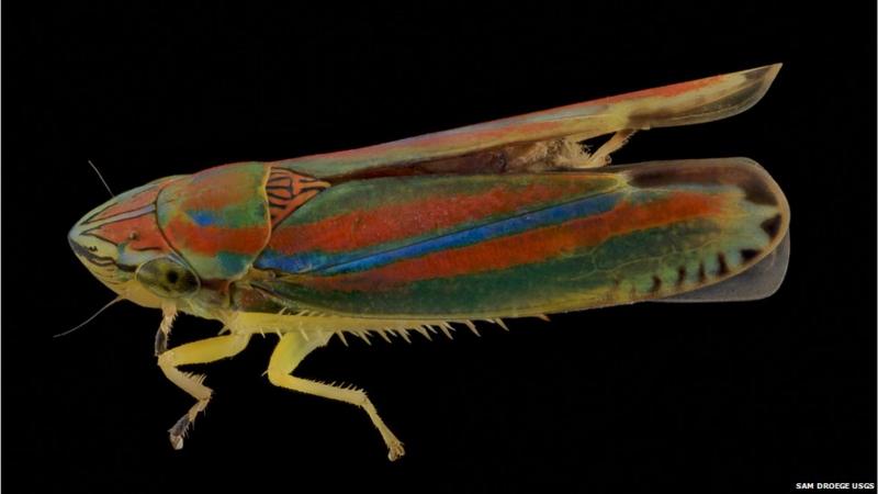 Amazing close-up pics of bees, spiders and other creatures - BBC Newsround