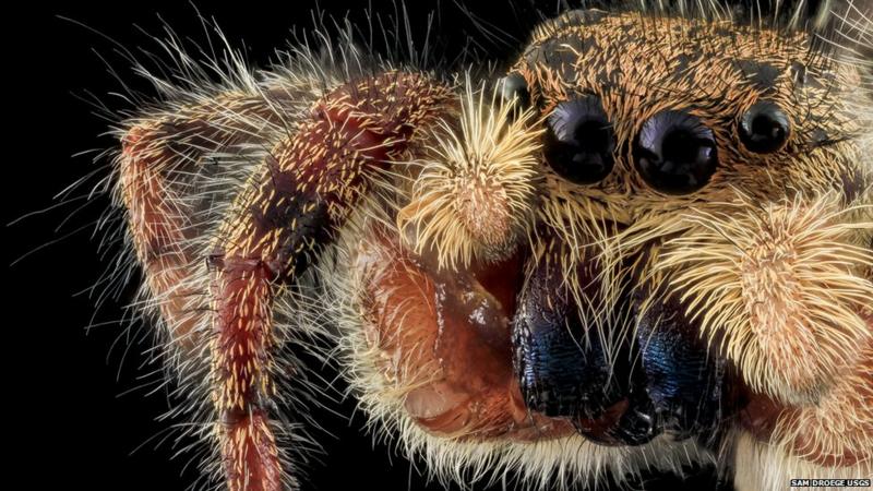 Amazing close-up pics of bees, spiders and other creatures - BBC Newsround