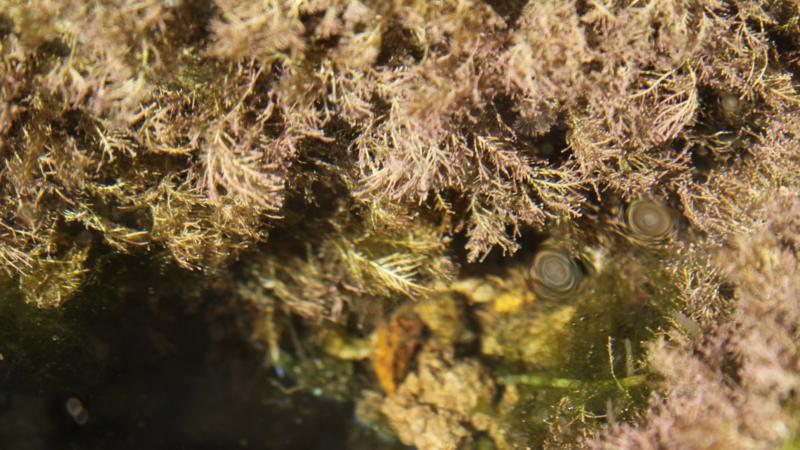 Limpet teeth set new strength record - BBC News