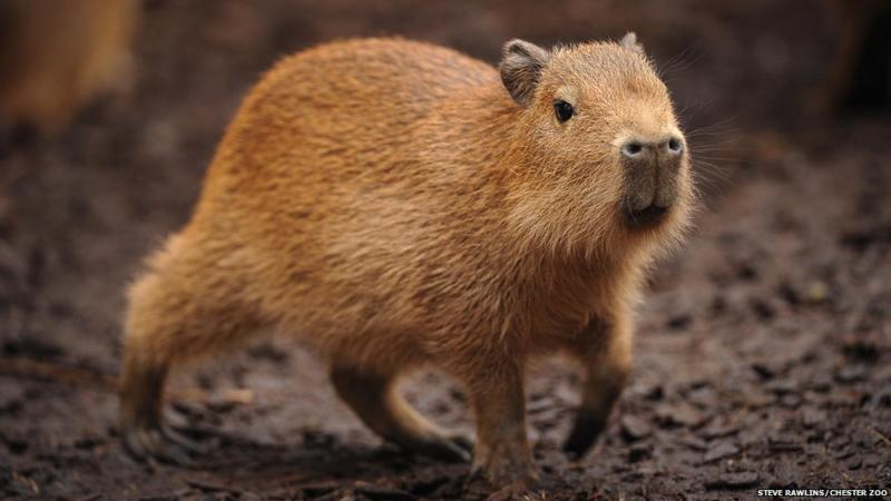 Capybara triplets born at Chester Zoo - BBC Newsround