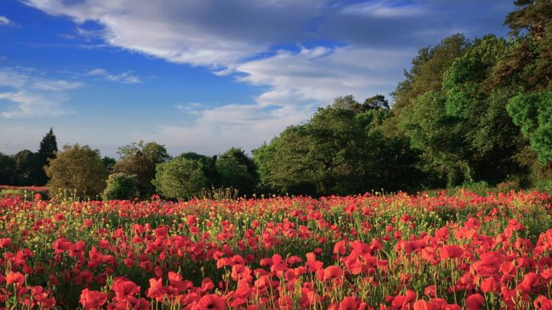 Your summer weather pictures - BBC Weather