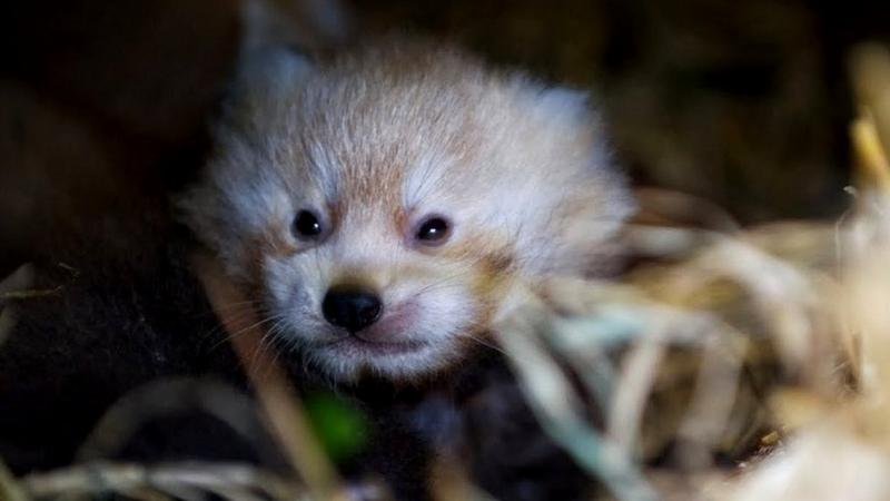 Wildlife: This cute baby red panda finally has a name! - BBC Newsround