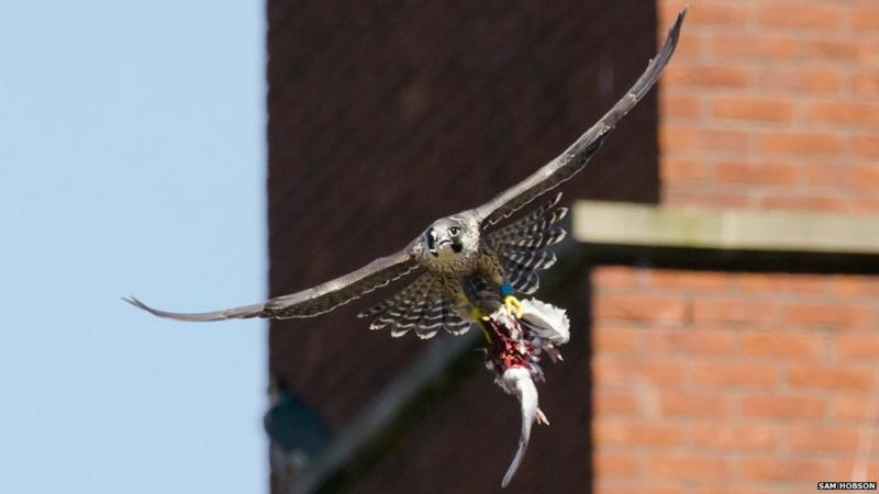 In pictures: Peregrine falcons in our towns and cities - BBC News