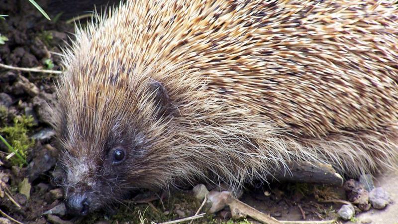 Solihull park becomes hedgehog conservation zone - BBC News