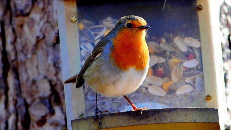 Your pictures of Scotland: 20 - 27 March - BBC News