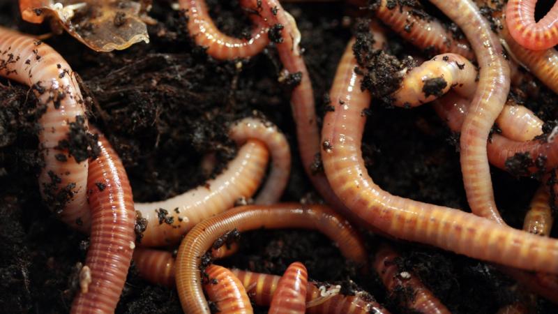 Giant earthworm is the largest ever found in the UK - BBC Newsround